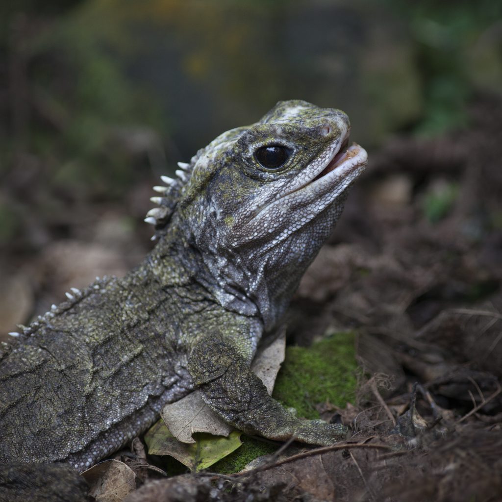 'Charismatic Megafauna' - Hauturu Trust